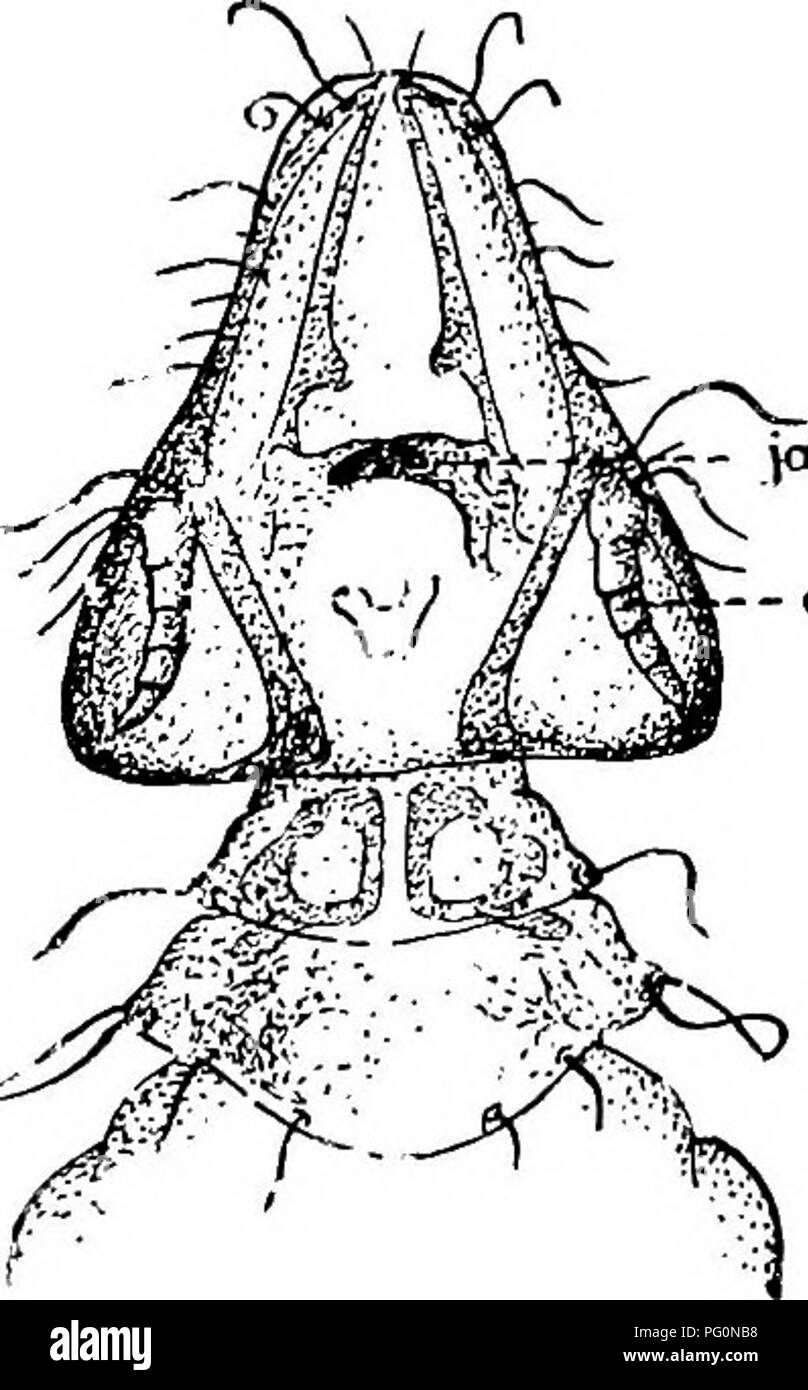 This image highlights the role of lice as carriers of disease ...