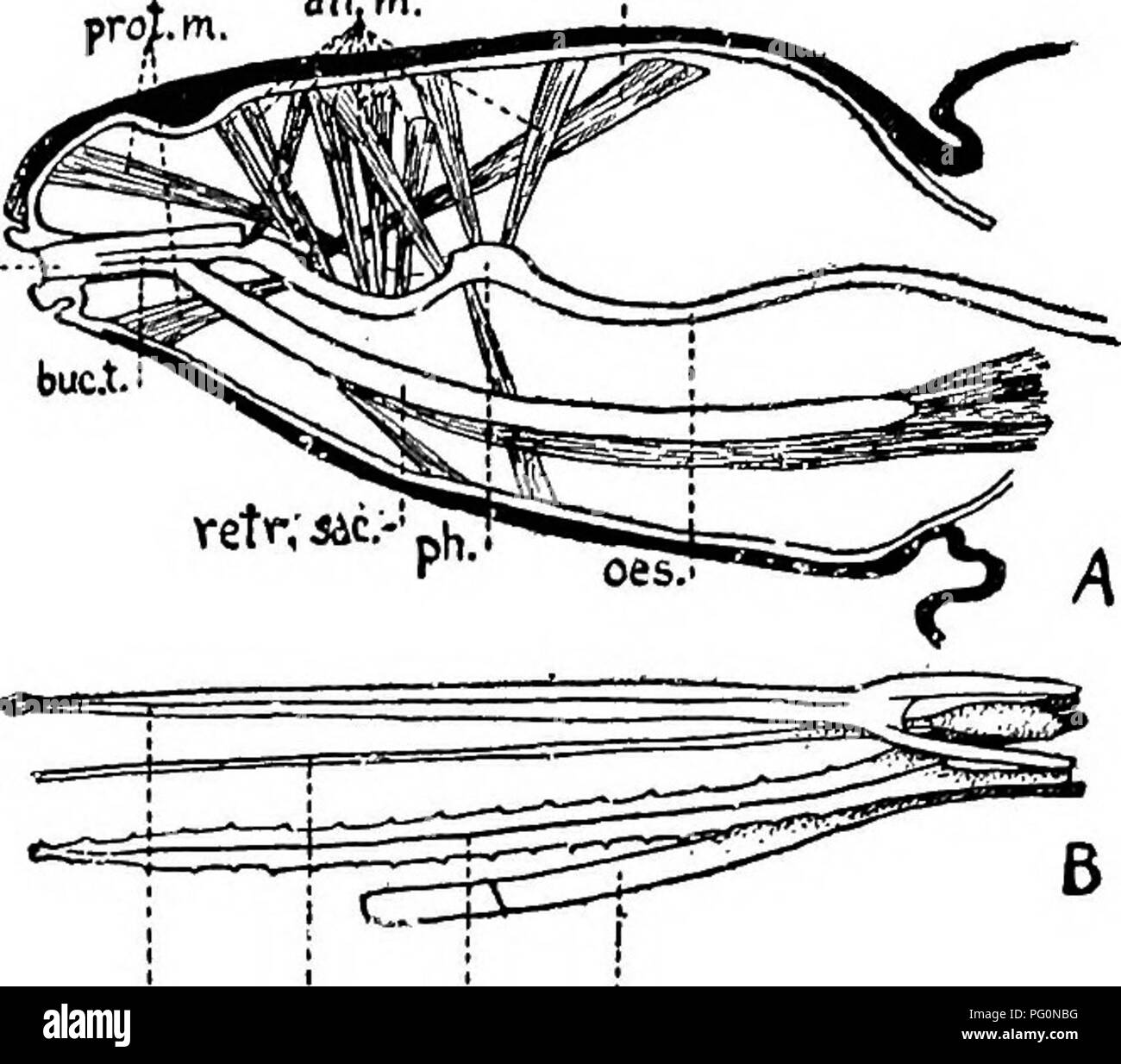 This entry describes lice, small wingless insects from the order ...