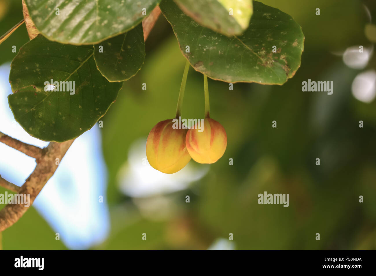 Godapara hi-res stock photography and images - Alamy