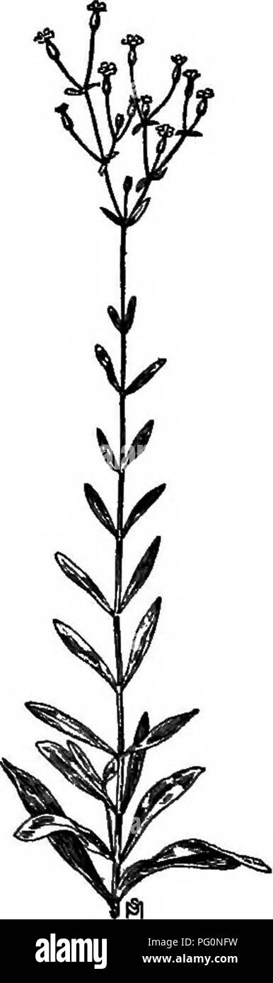 Invasive grass species Black and White Stock Photos & Images - Alamy