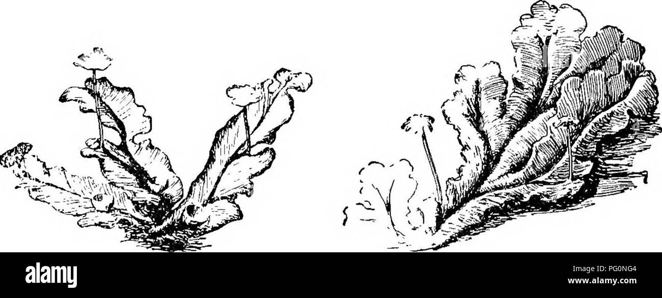 'Beginners' Botany' introduces fundamental concepts of plant biology ...