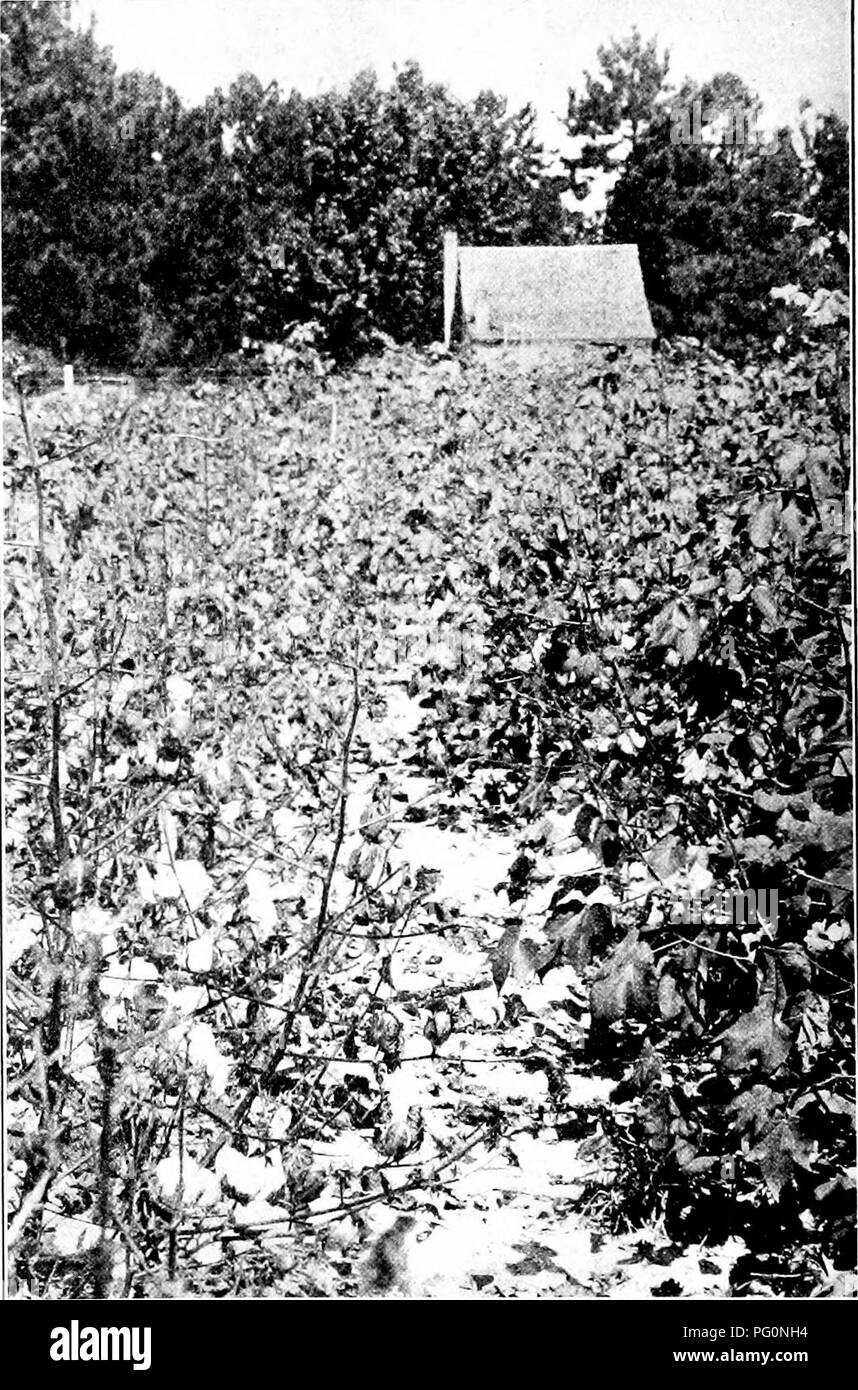 This book focuses on southern field crops, excluding forage plants, and ...