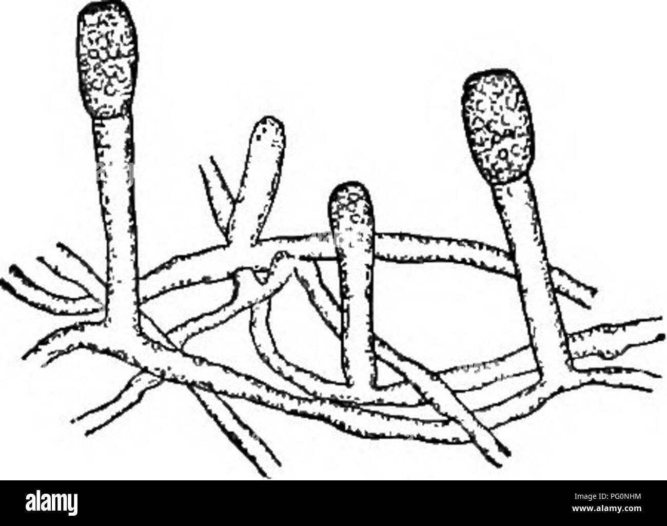 Mycelium Black and White Stock Photos & Images - Alamy