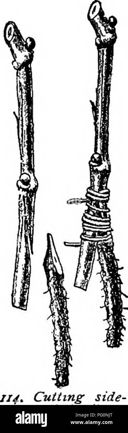 . The nursery-book; a complete guide to the multiplication of plants ...