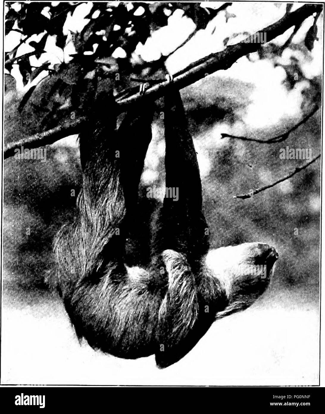 Sloth algae hi-res stock photography and images - Alamy