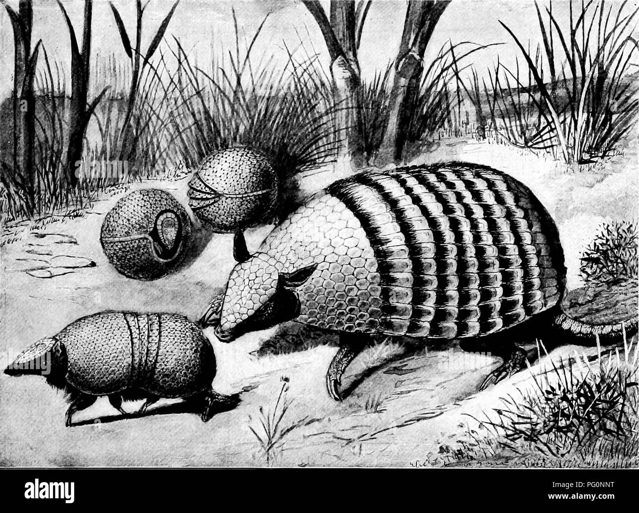 Armadillo ball Black and White Stock Photos & Images - Alamy