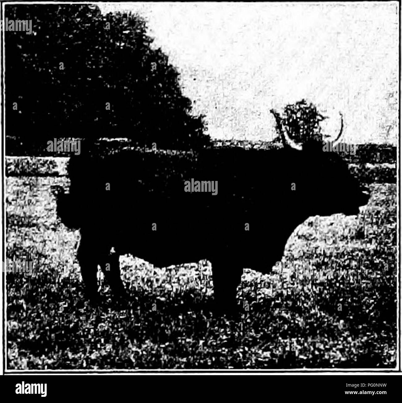 This reference work on livestock features various breeds, including the ...