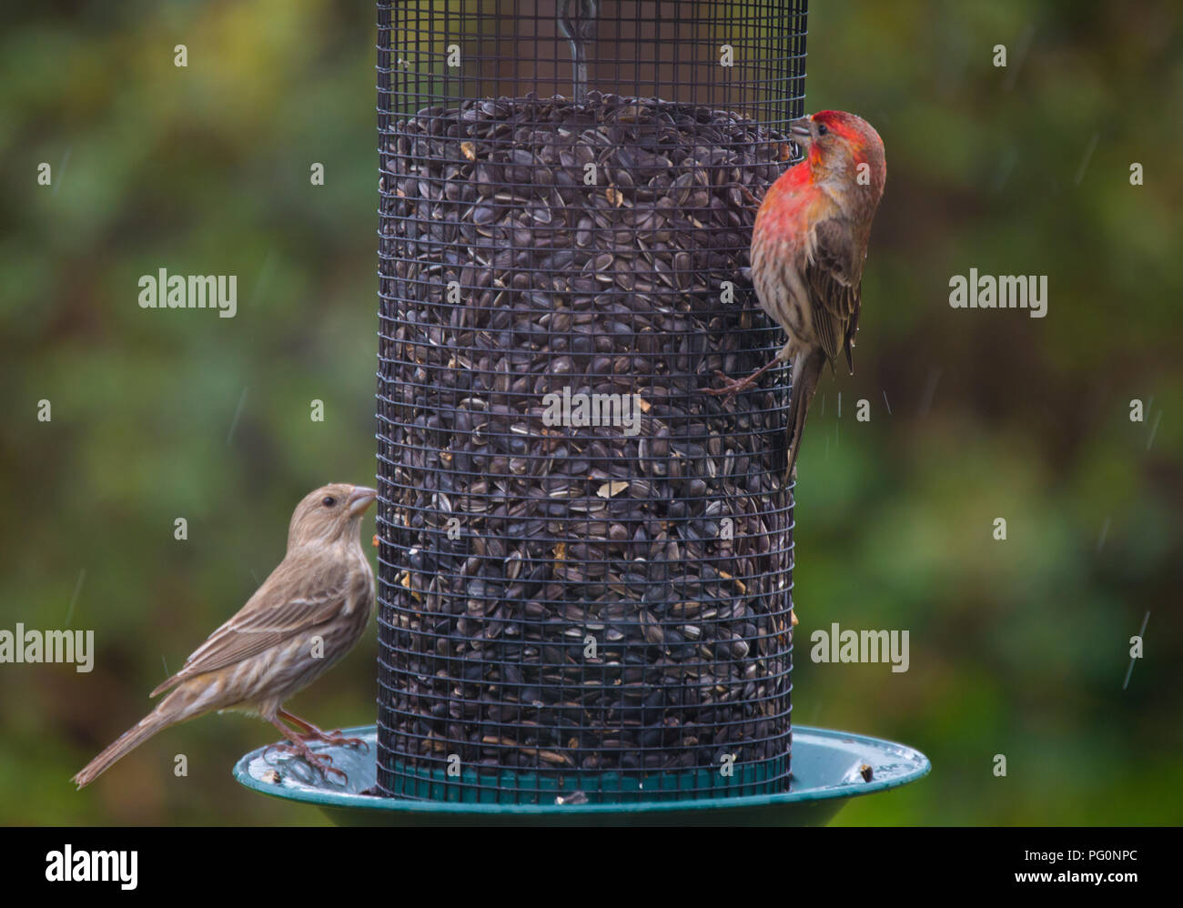 Slow feeder hi-res stock photography and images - Alamy