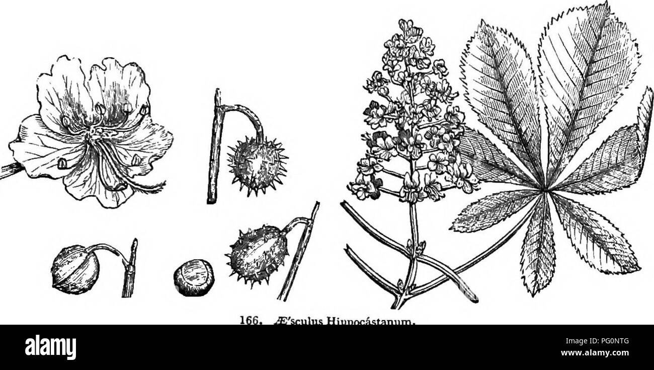 Sculus Black and White Stock Photos & Images - Alamy