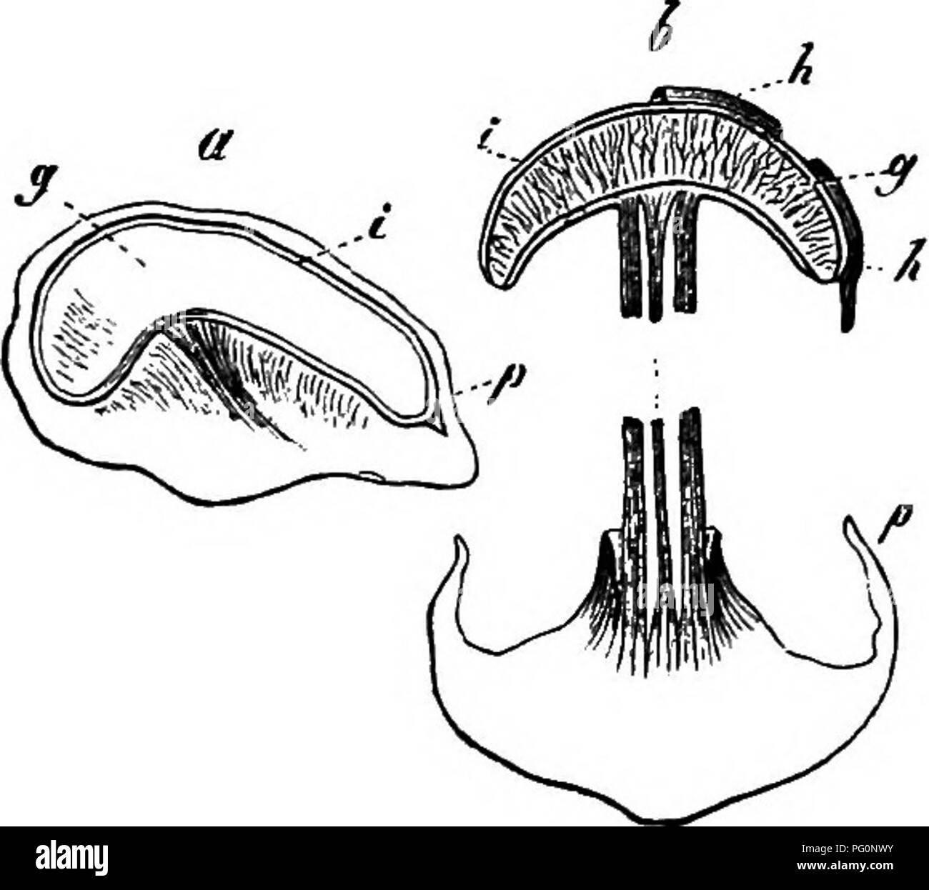 Peridium hi-res stock photography and images - Alamy