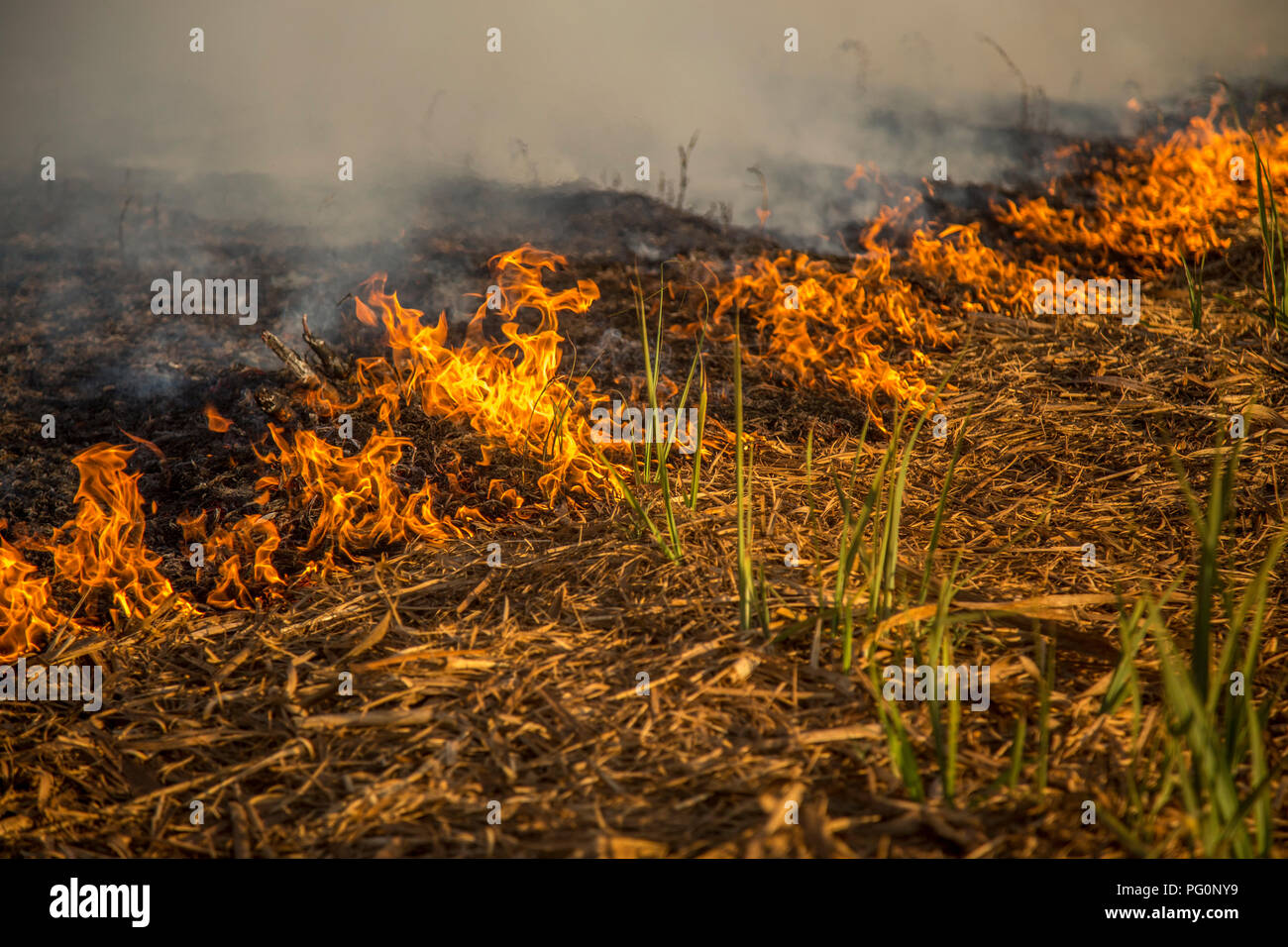 Sugar cane Fire plantation Stock Photo - Alamy