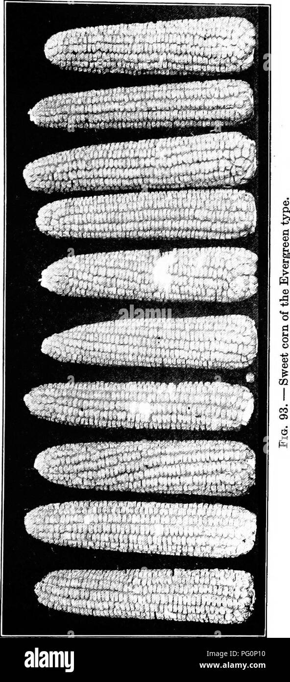 This work discusses the cultivation of maize, kafir corn, and sorghum ...