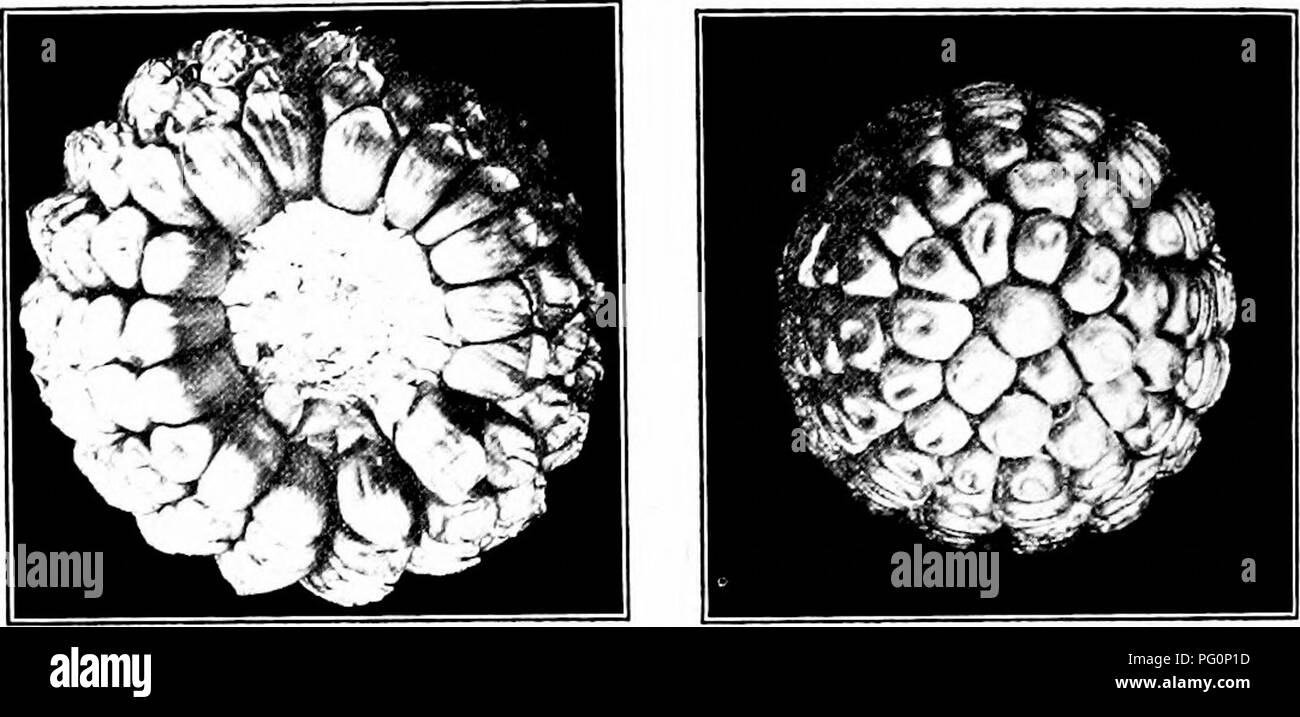 This document provides a comprehensive analysis of corn crops, focusing ...