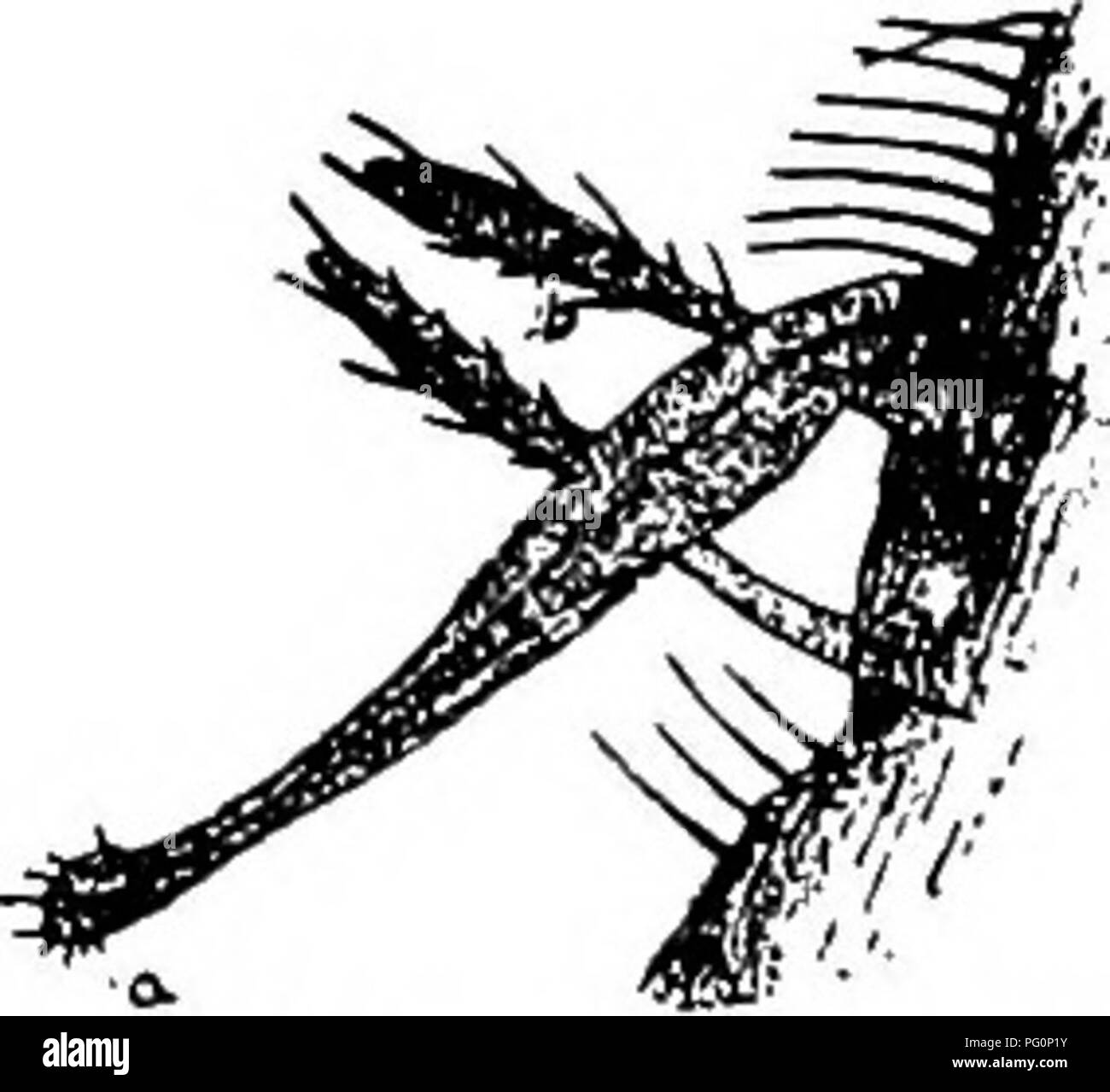 . Animal parasites and parasitic diseases . Domestic animals ...