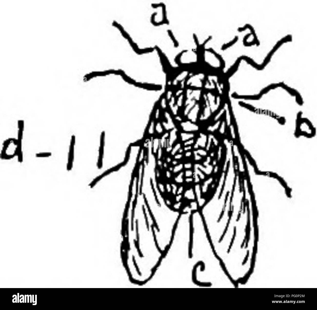 This work illustrates the parasitic diseases affecting domestic animals ...