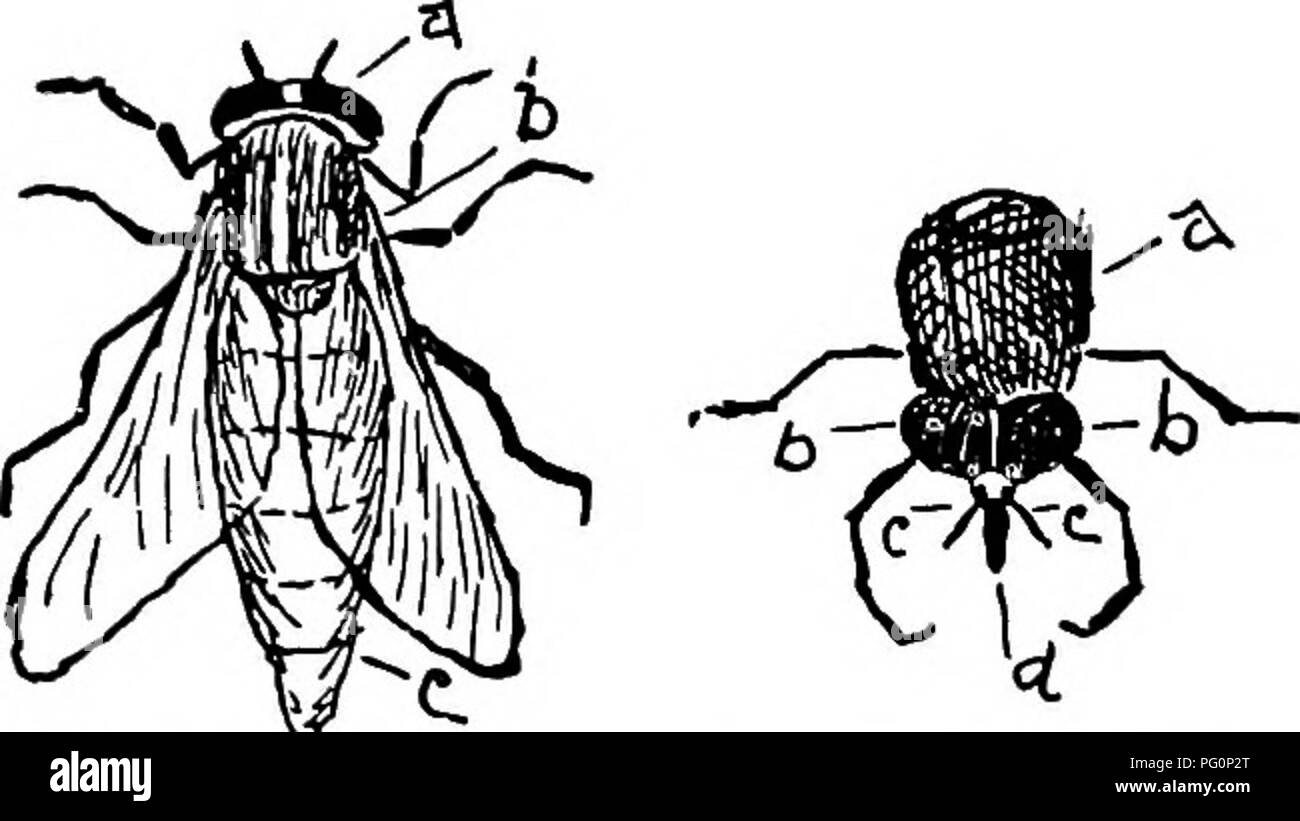 Nae nae Black and White Stock Photos & Images - Alamy