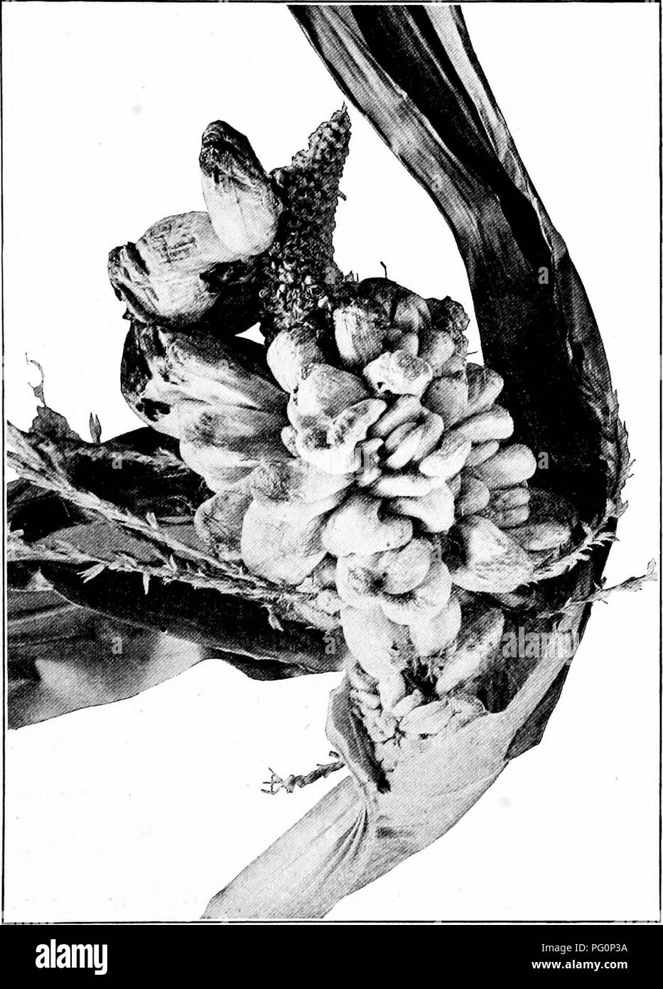 This agricultural book examines the cultivation of maize, kafir corn ...