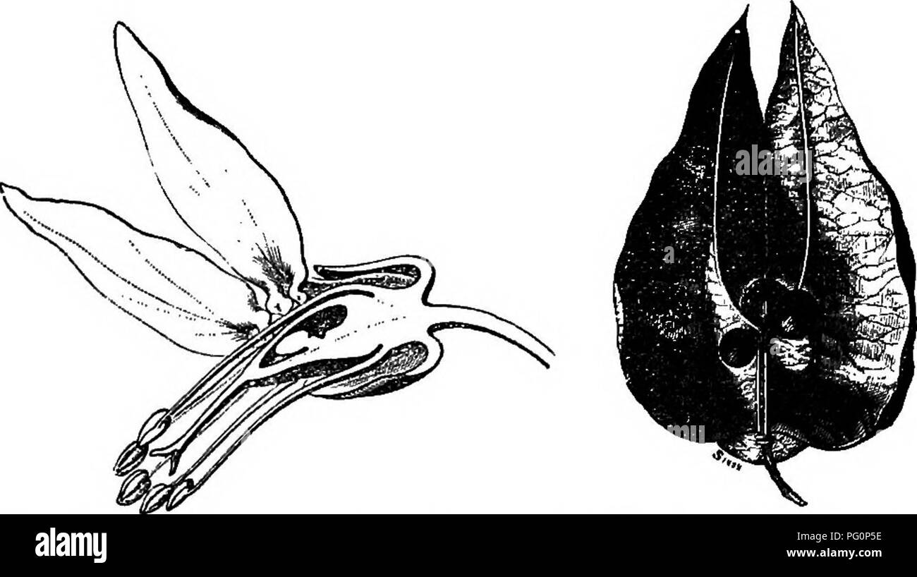 This image from 'The Natural History of Plants' illustrates the ...