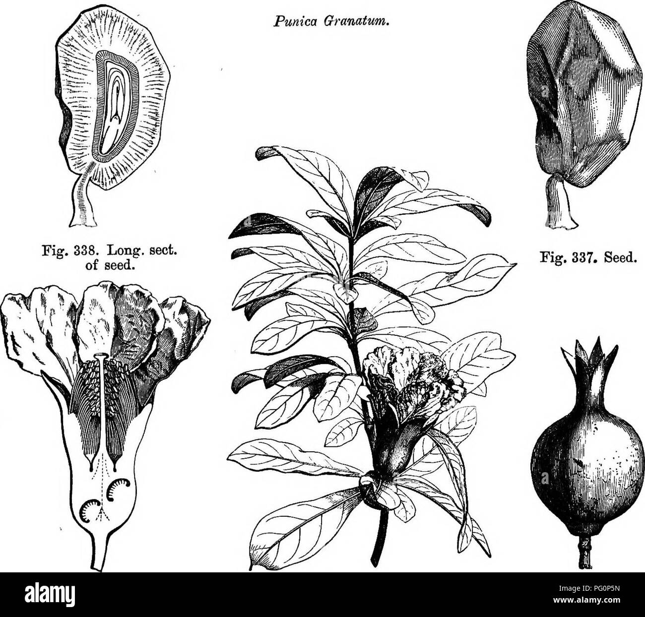 . The natural history of plants. Botany. 334 NATURAL HISTORY OF PLANTS ...
