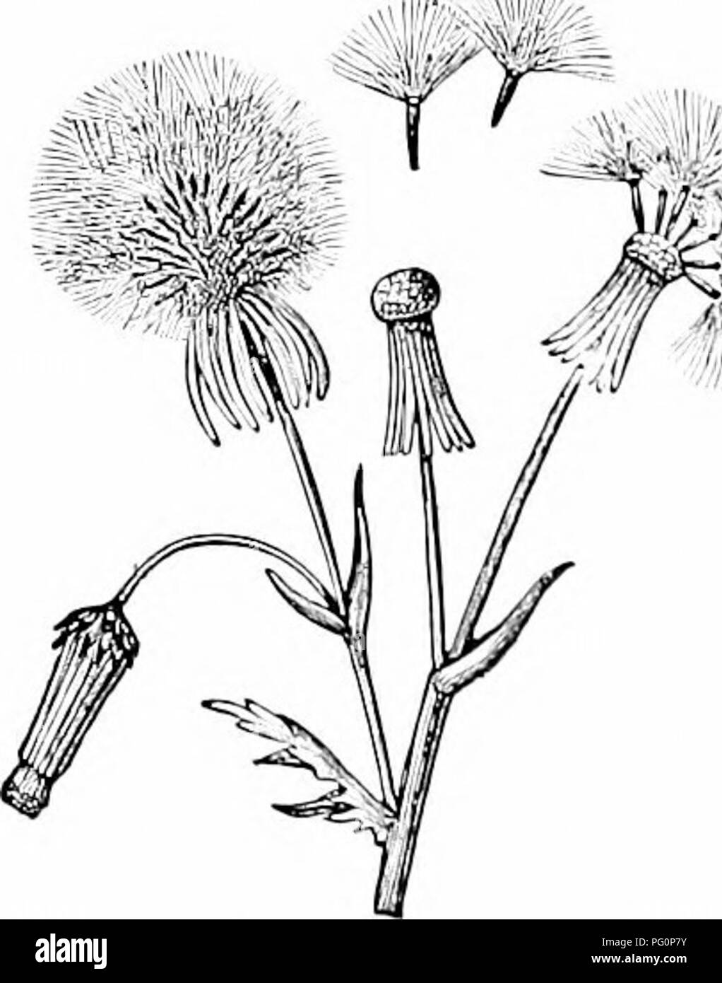 This text provides a basic introduction to botany, emphasizing seed ...