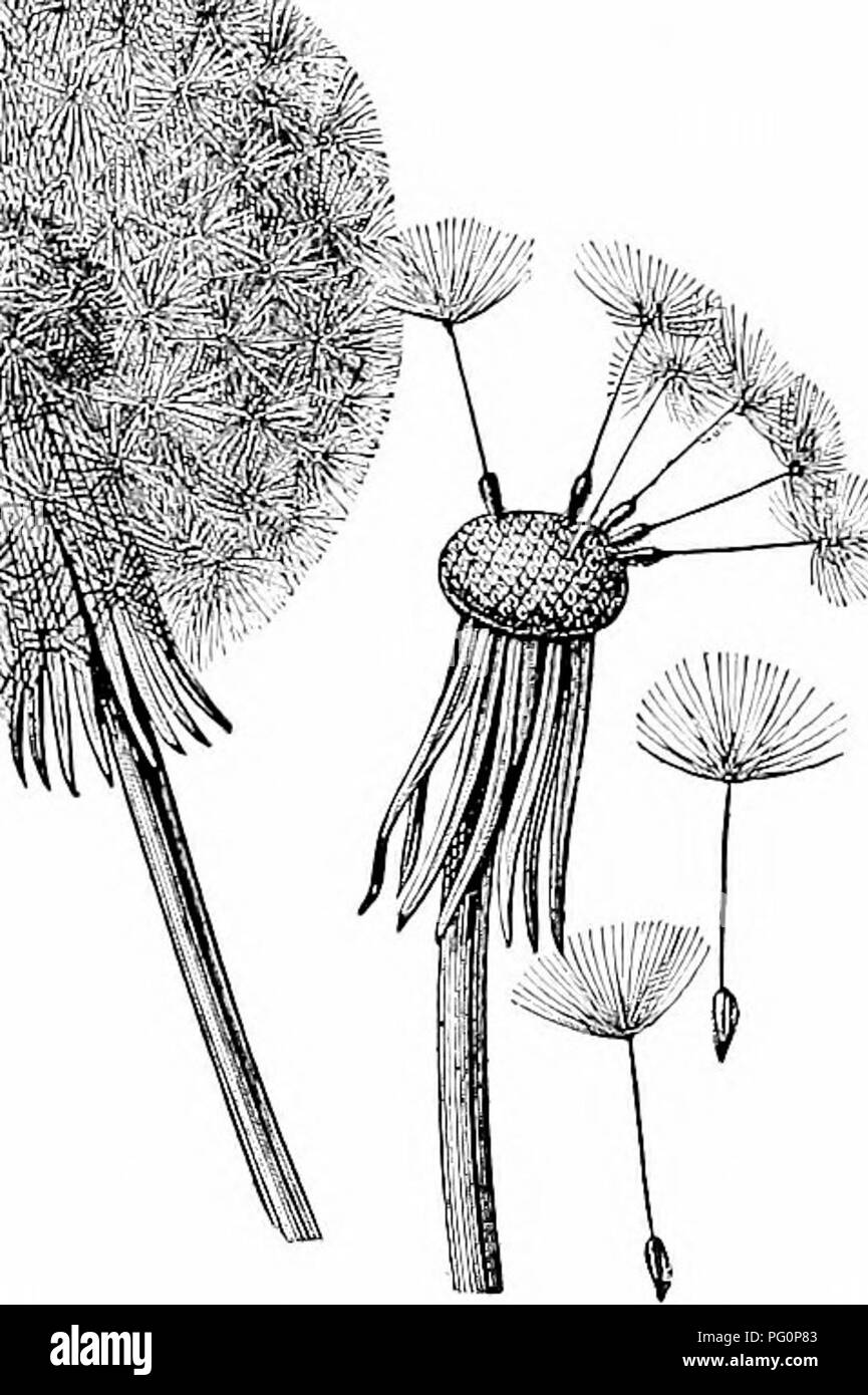 This elementary botany guide explores seed dispersal methods, focusing ...