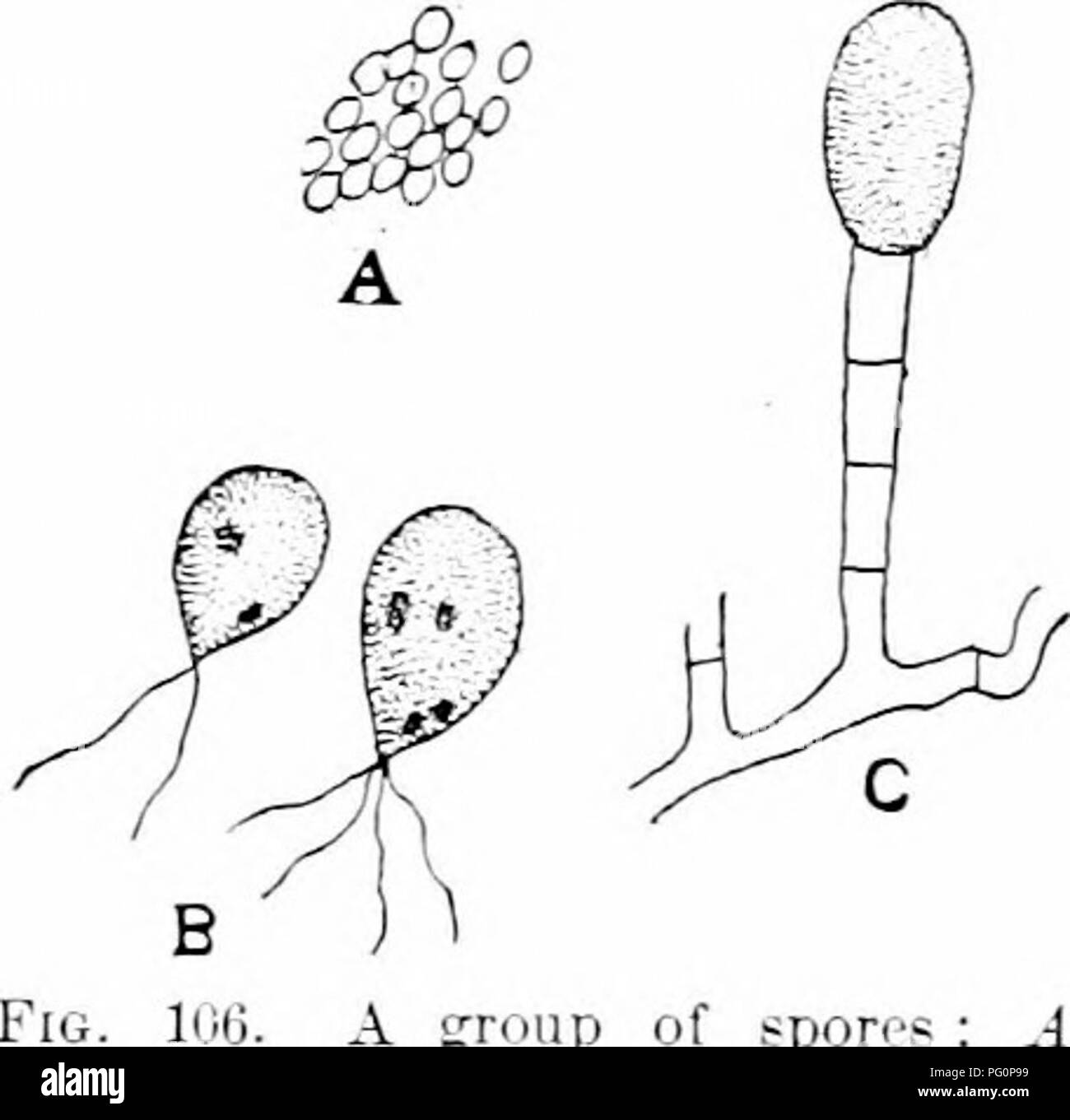 This image presents a botanical study on the reproductive organs of ...