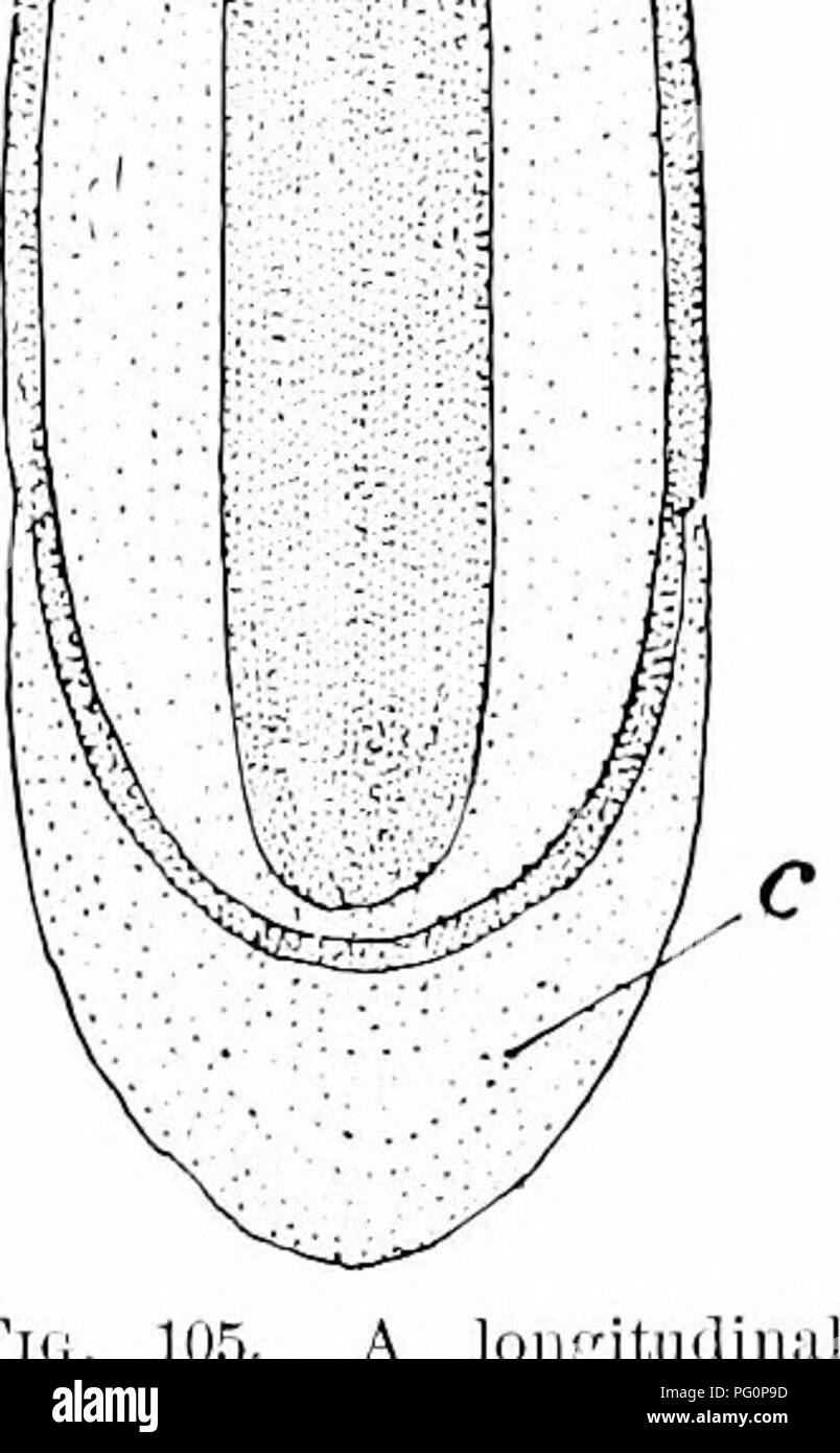 This introductory text on botany focuses on the root structure of ...