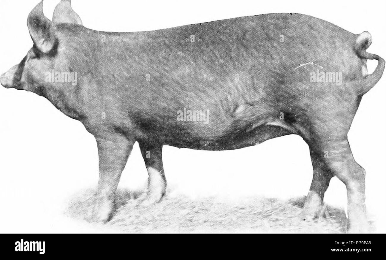Hog cholera Black and White Stock Photos & Images - Alamy