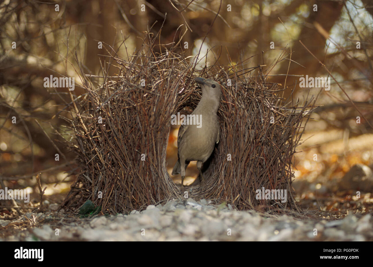 The Greater Bowerbird (Chlamydera nuchalis) is a common resident of ...