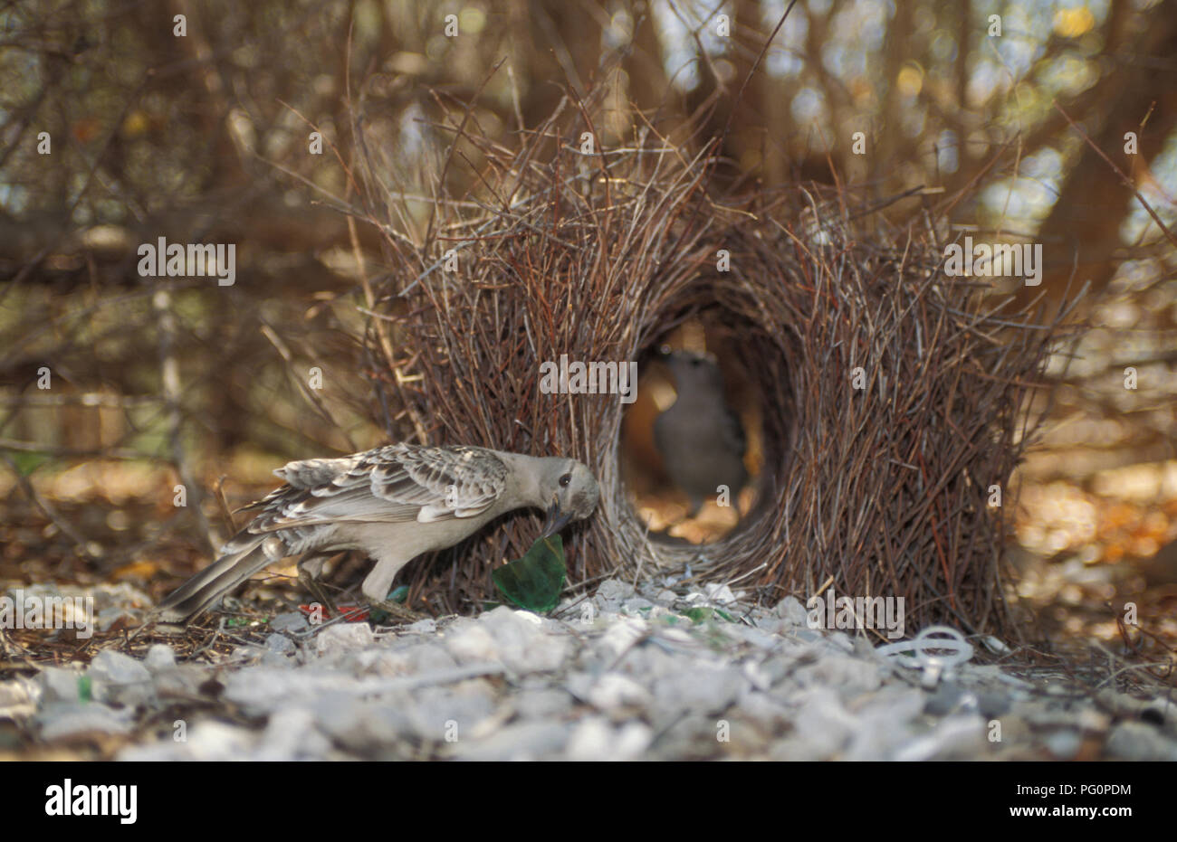 Male and female Greater Bowerbirds (Chlamydera nuchalis) seen here with ...