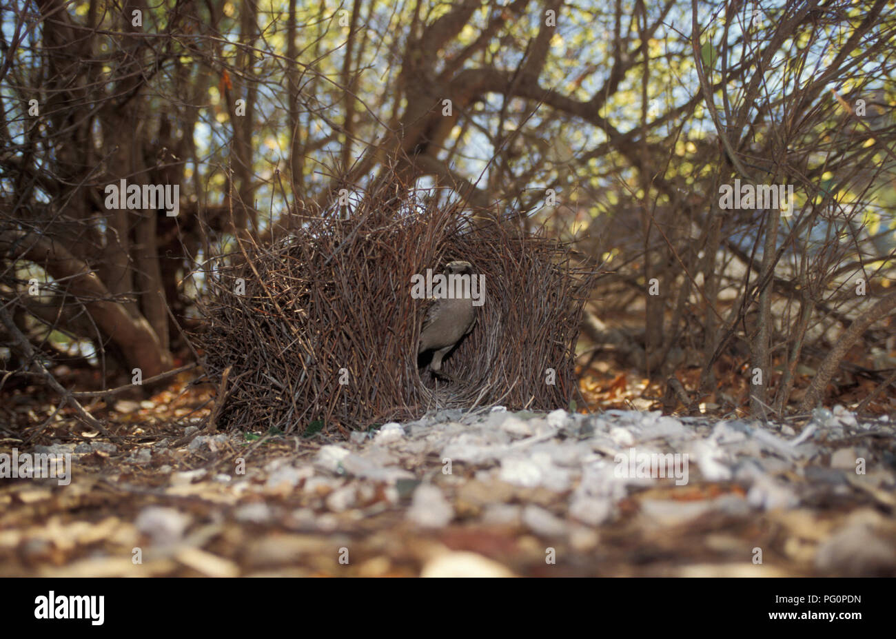 The Greater Bowerbird (Chlamydera nuchalis) is a common resident of ...