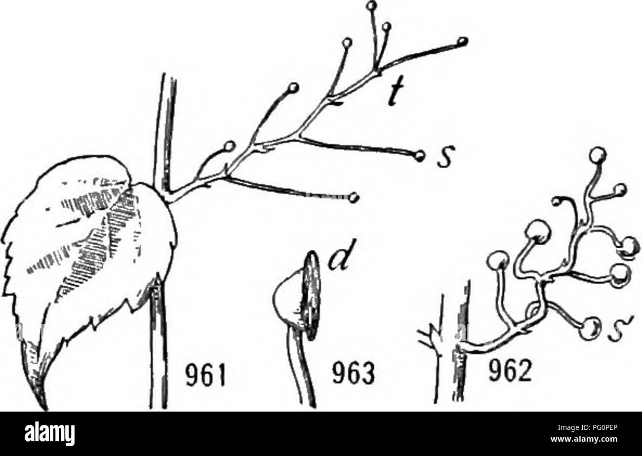 Plant tendrils coiling hi-res stock photography and images - Alamy
