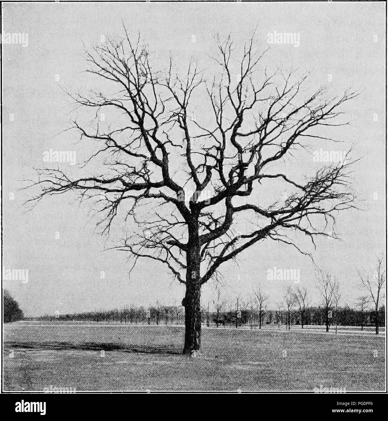 . A textbook of botany for colleges and universities ... Botany. STEMS ...