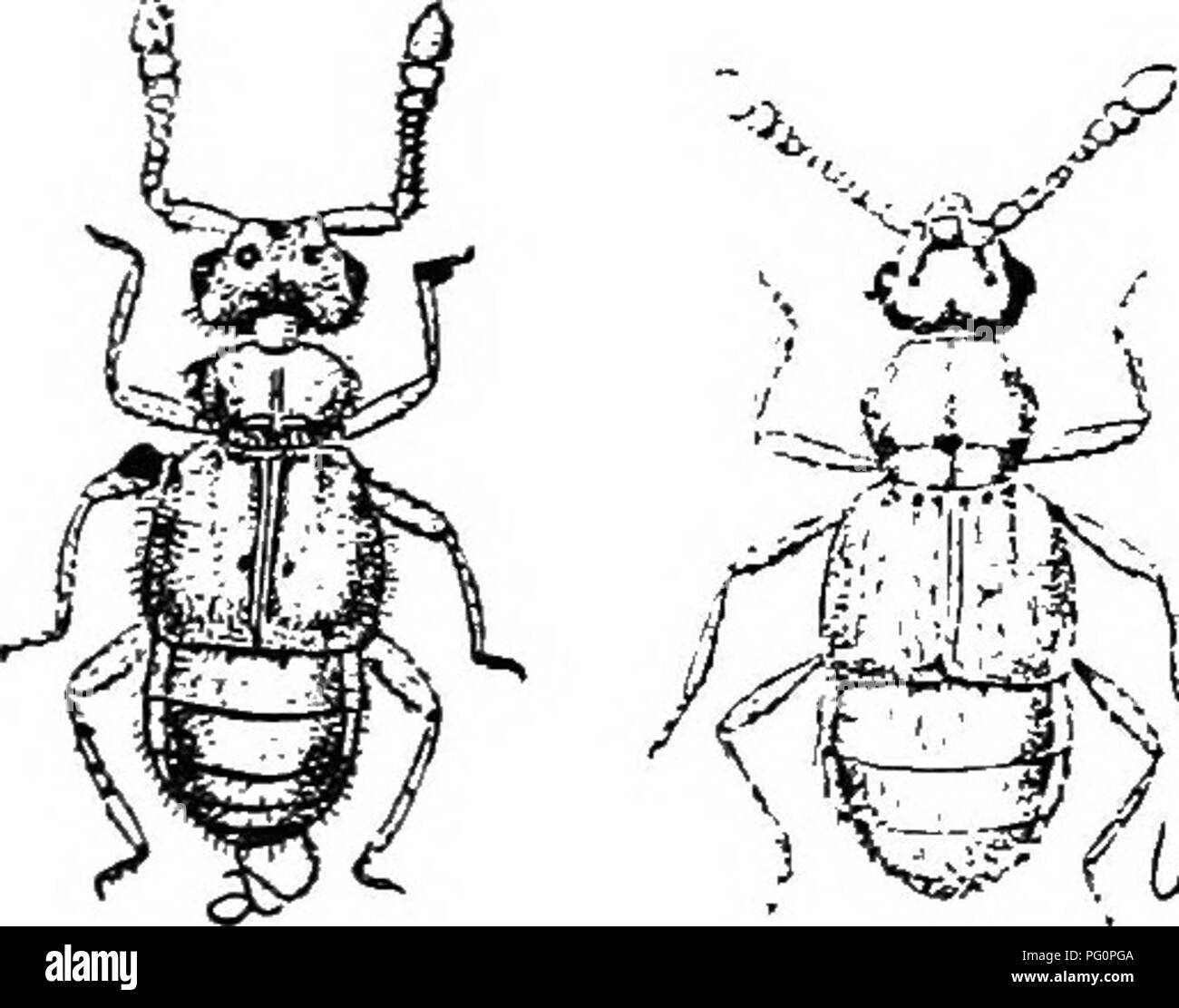 This catalog provides detailed descriptions of the beetle species found ...