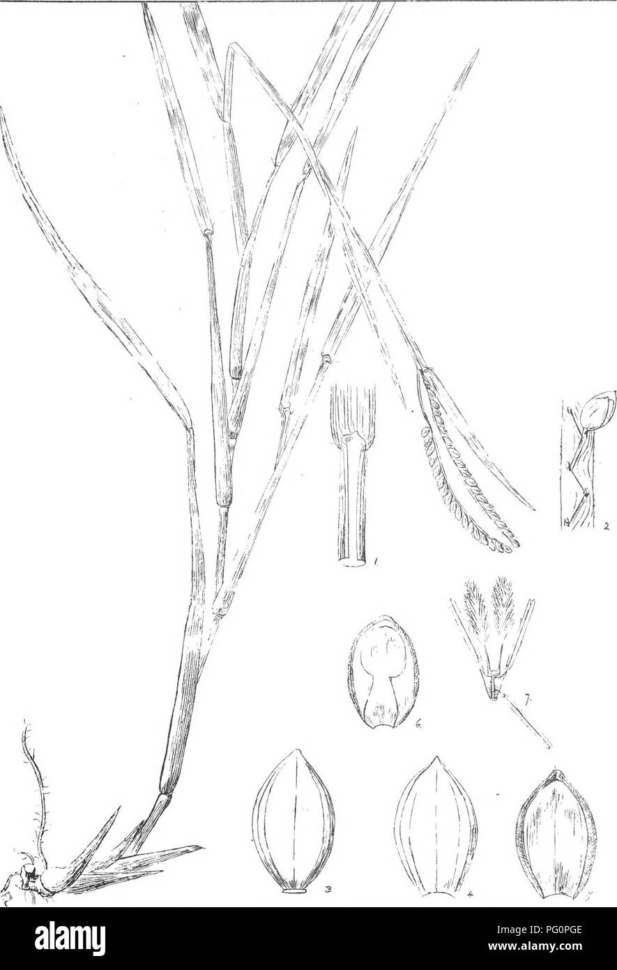 This publication offers descriptions and illustrations of indigenous ...