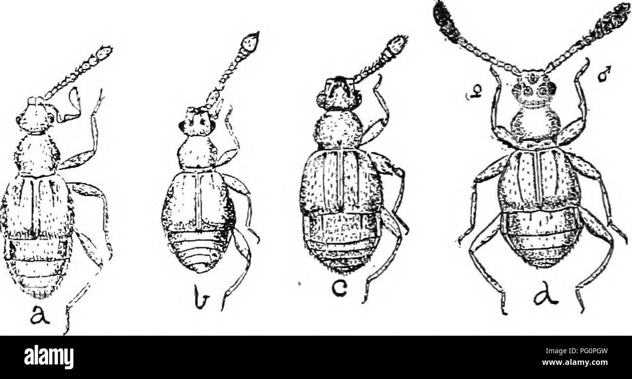 This catalogue provides a detailed description of the beetles found in ...