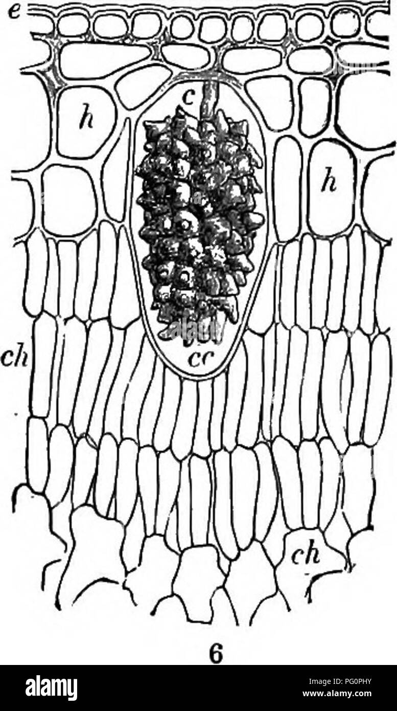 . Physiological botany; I. Outlines of the histology of phænogamous ...