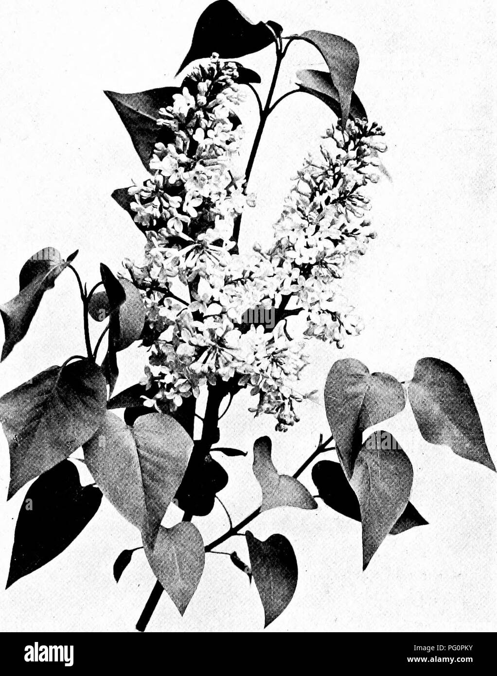 *Our Northern Shrubs and How to Identify Them* is a guide to ...