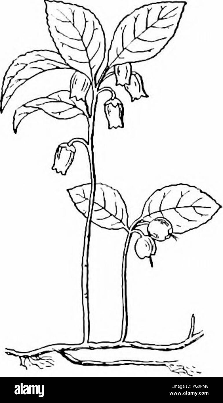 This guide provides information on identifying northern shrubs ...