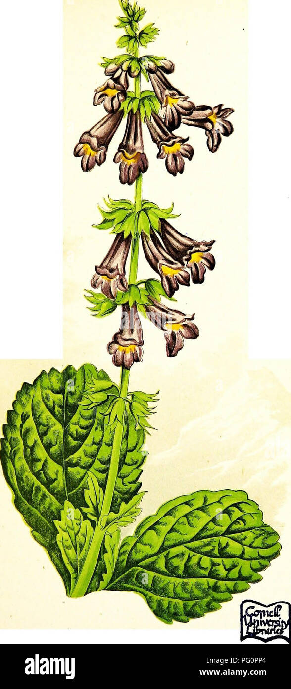 This botanical work describes the flowering plants native to the Swiss ...