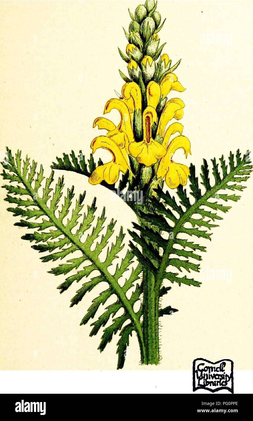 A detailed guide to the flowering plants of the Alps, covering species ...