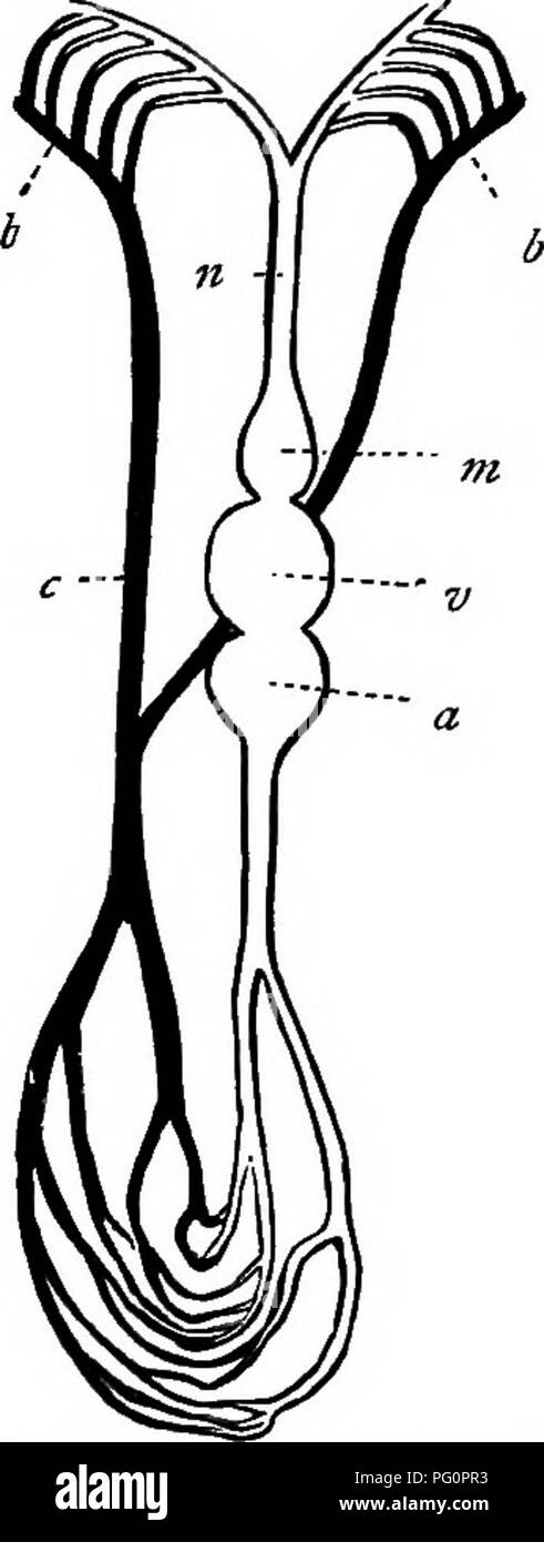 Operculum fish hi-res stock photography and images - Alamy