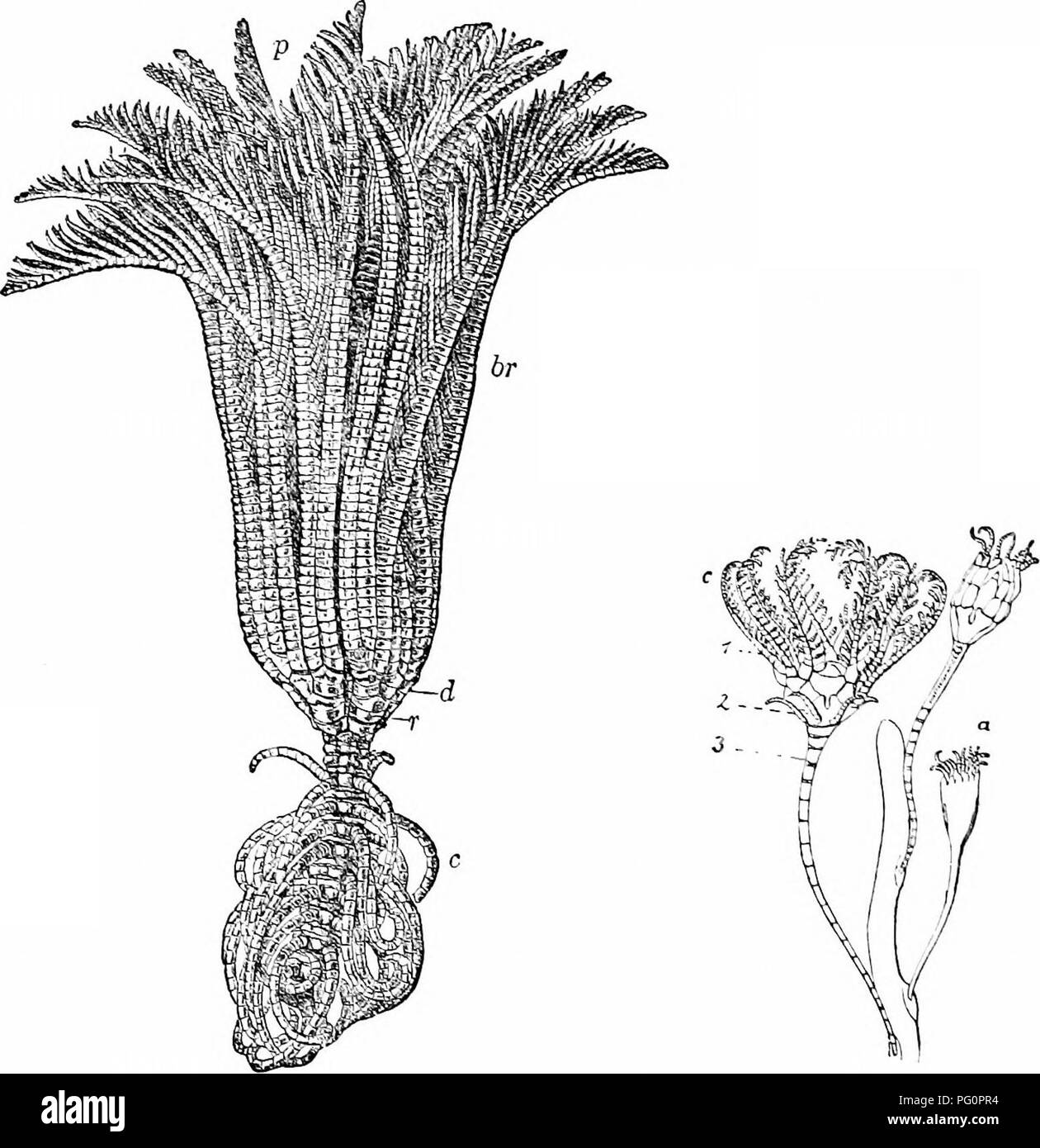 This zoology manual discusses the anatomy of echinoderms, focusing on ...