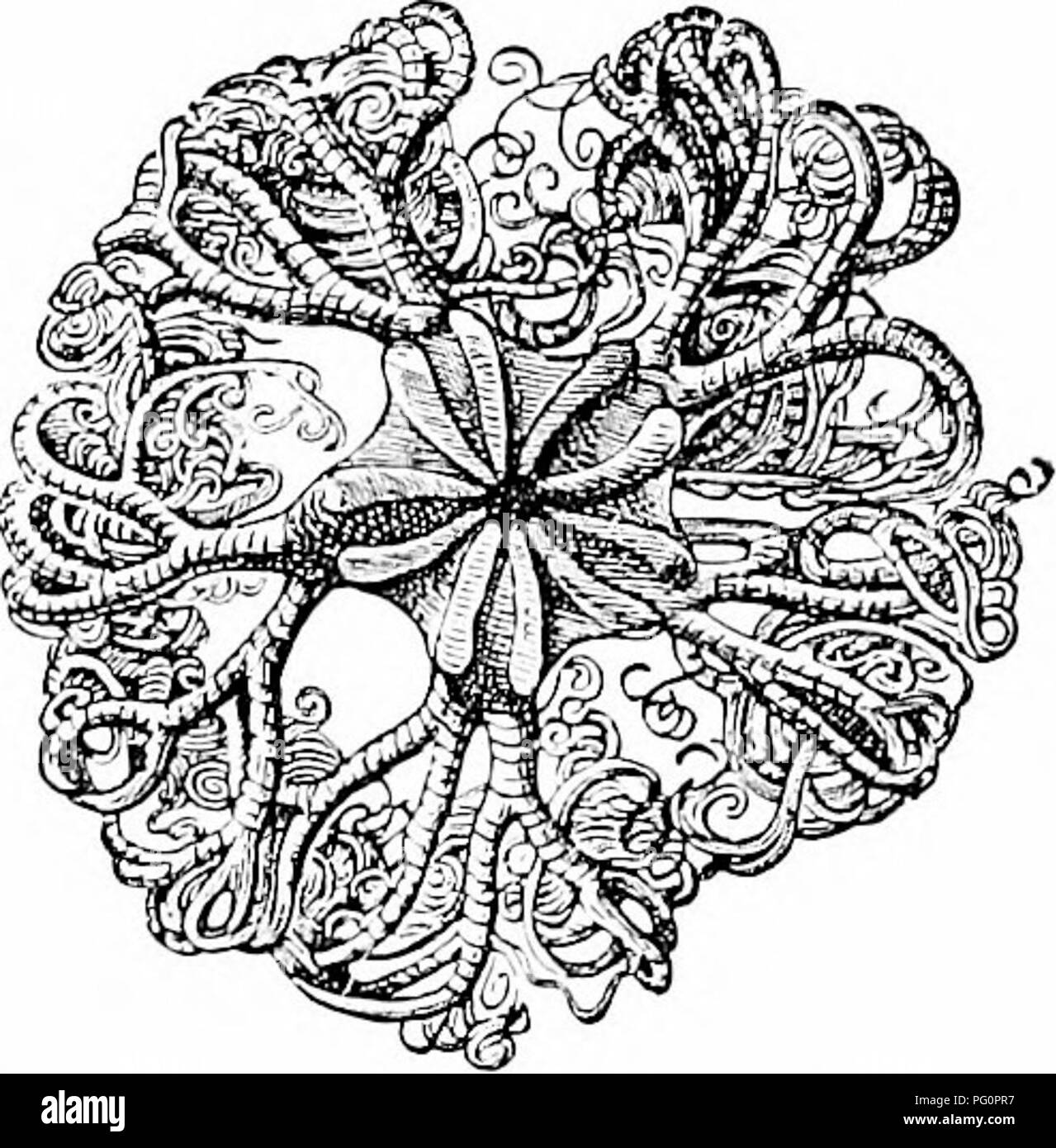 Ophiopholis aculeata hi-res stock photography and images - Alamy