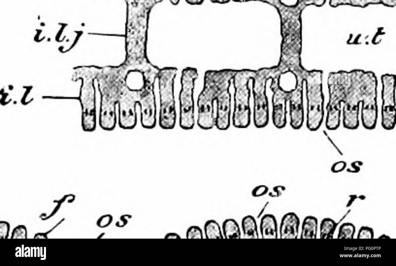 Exhalant siphon hi-res stock photography and images - Alamy