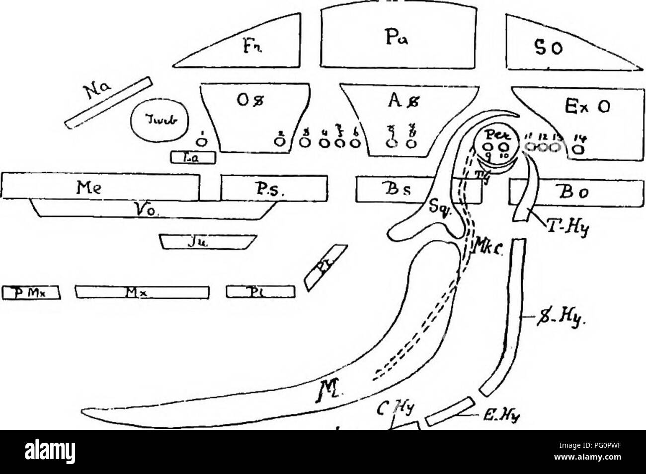 Foramen magnum hi-res stock photography and images - Alamy