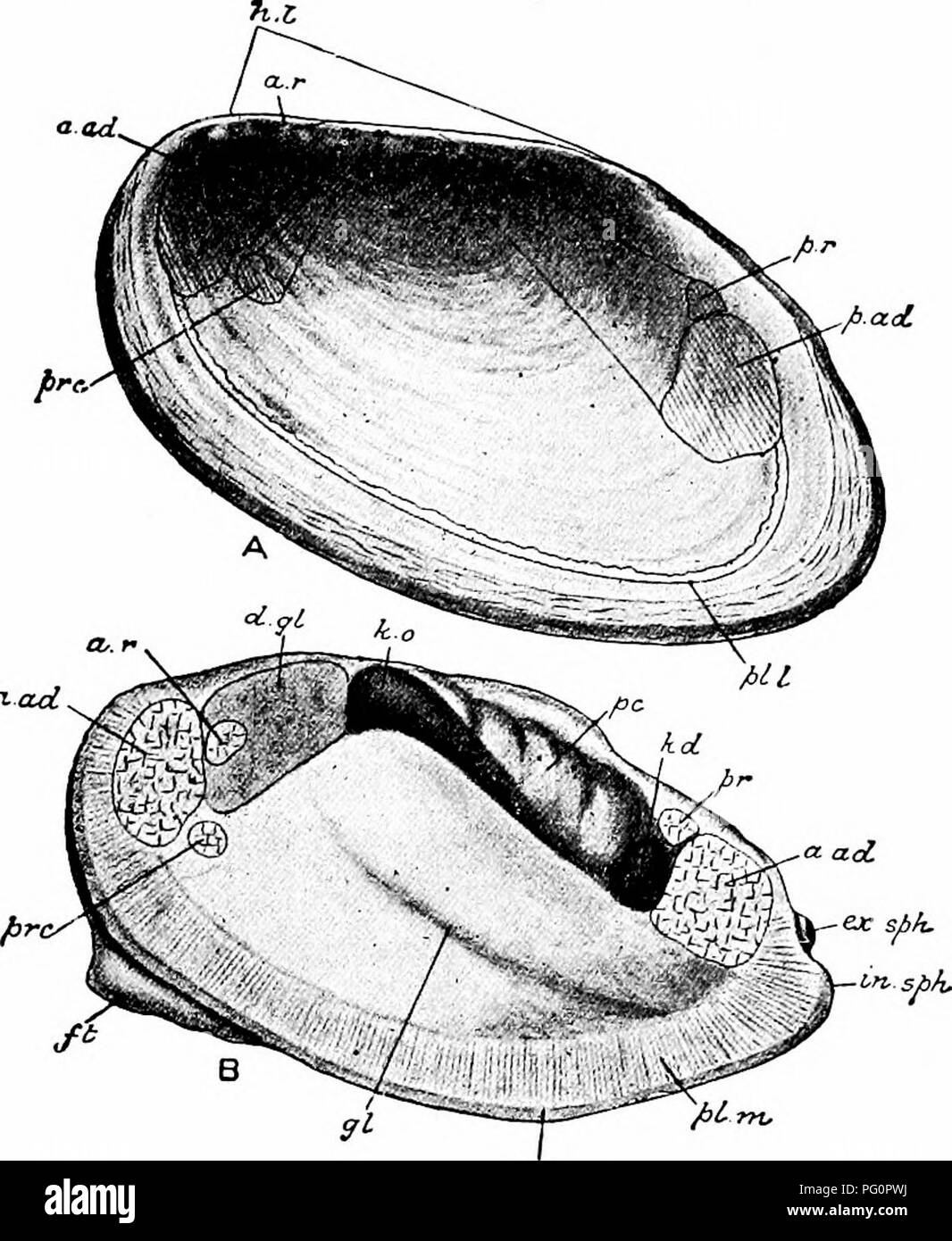 In shell morphology Cut Out Stock Images & Pictures - Alamy