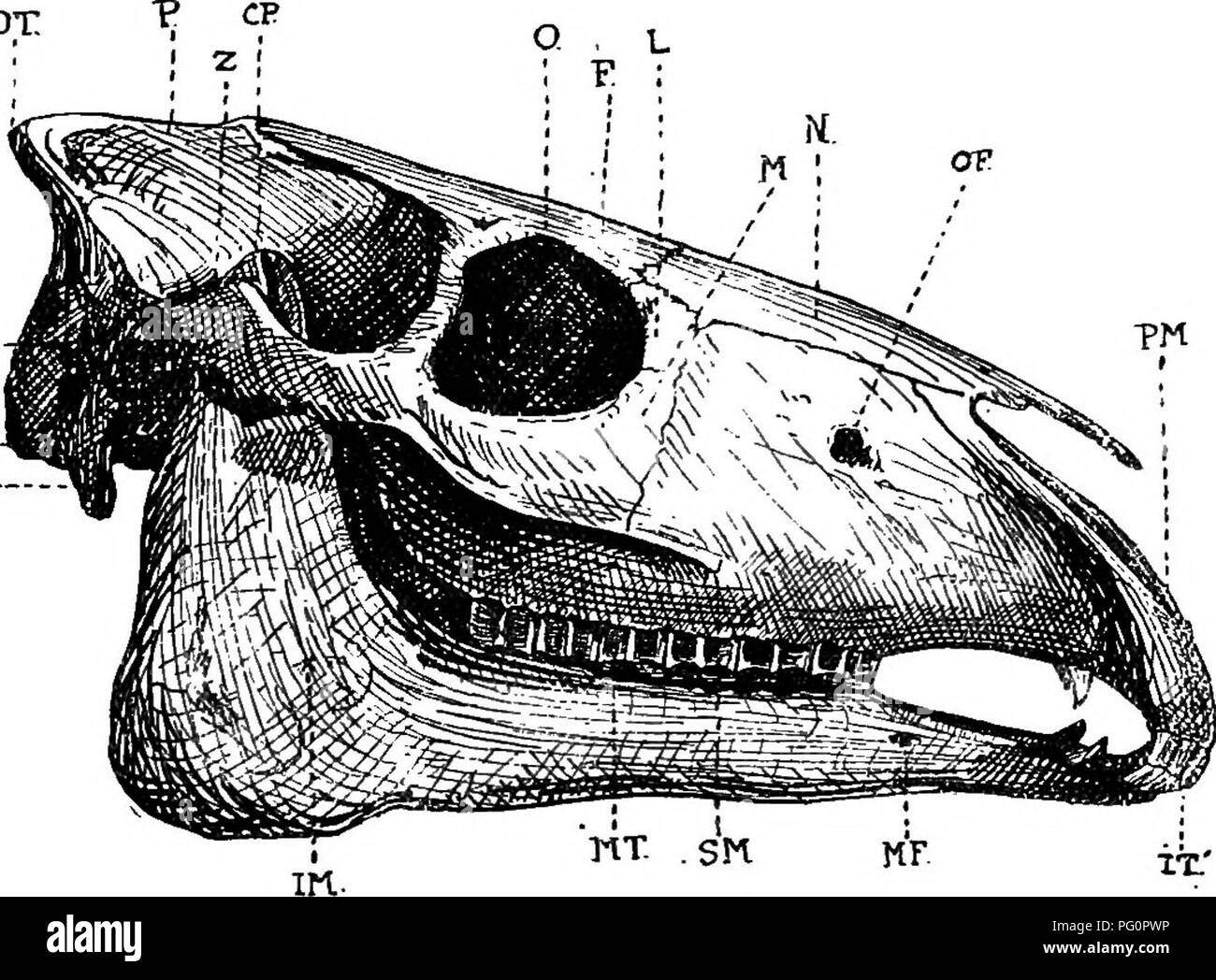 Occipital condyle hi-res stock photography and images - Alamy