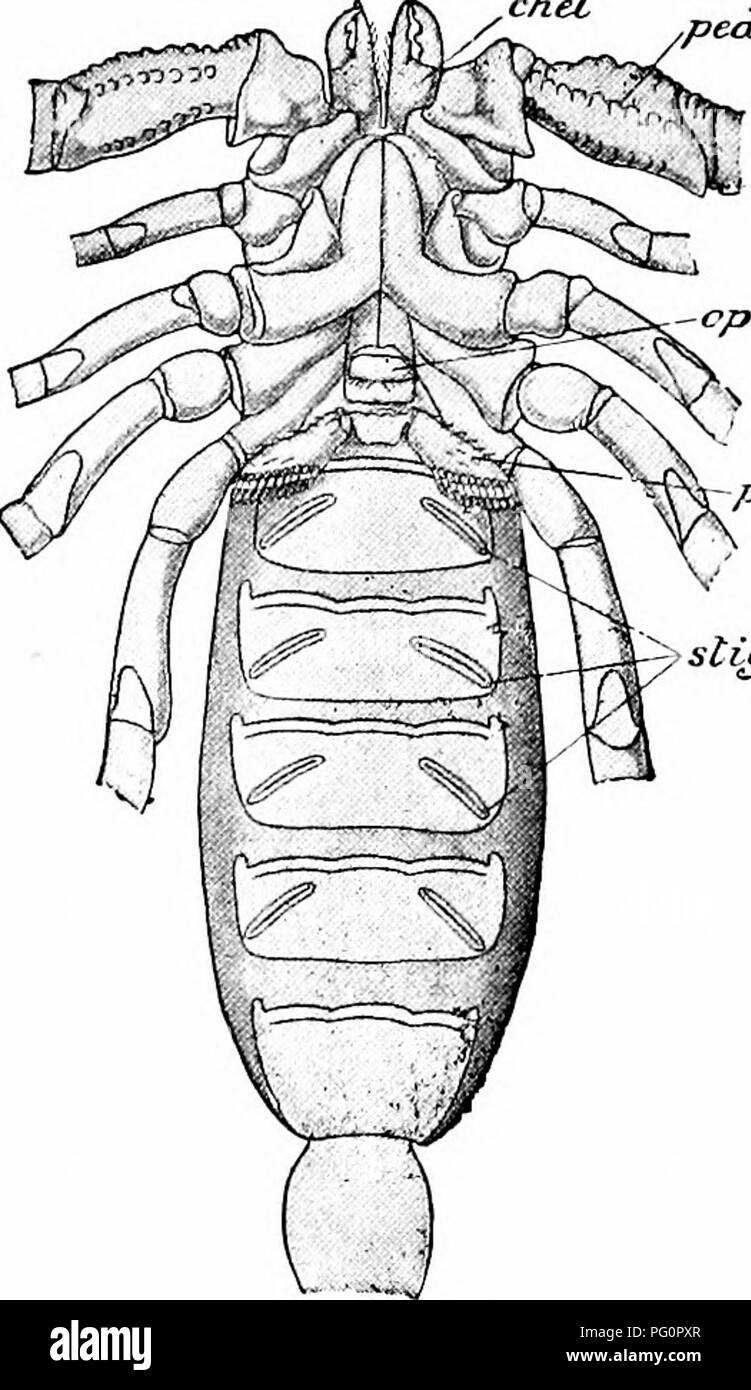Scorpion feeding Black and White Stock Photos & Images - Alamy