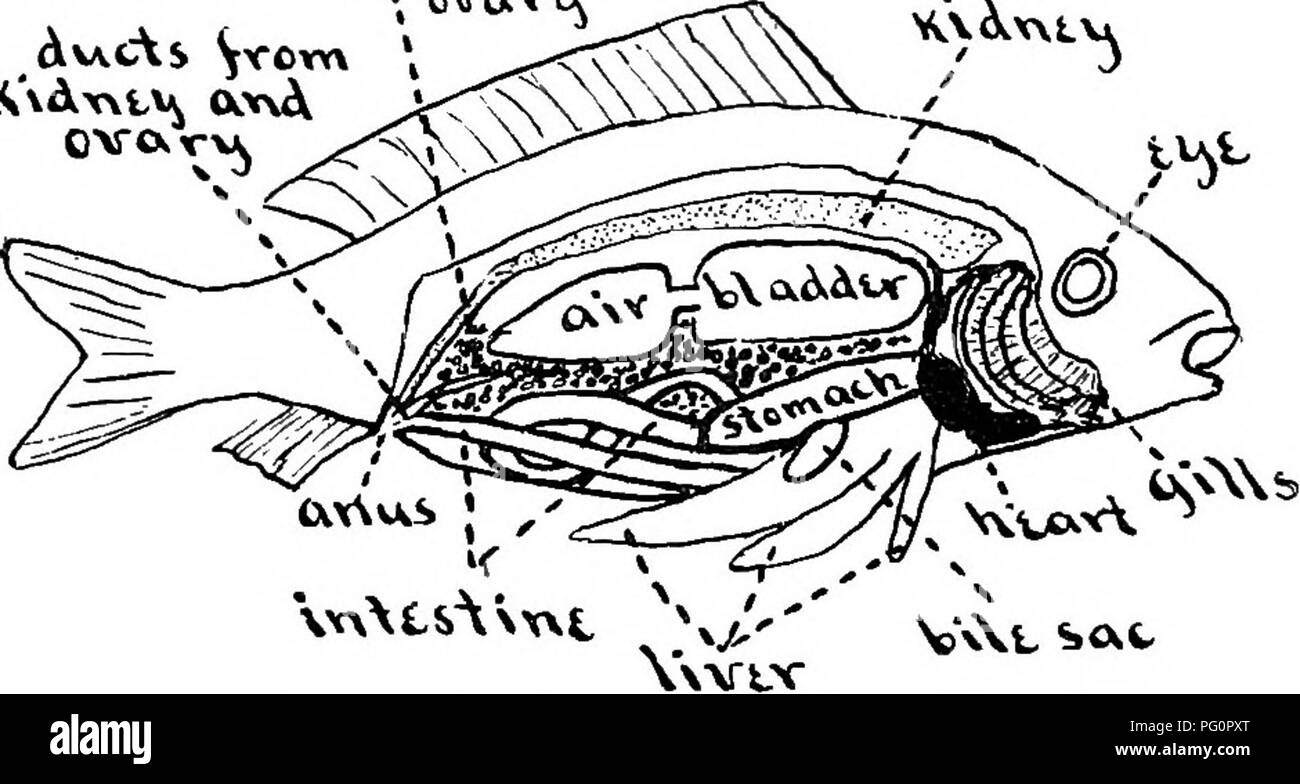 Fish Digestive System